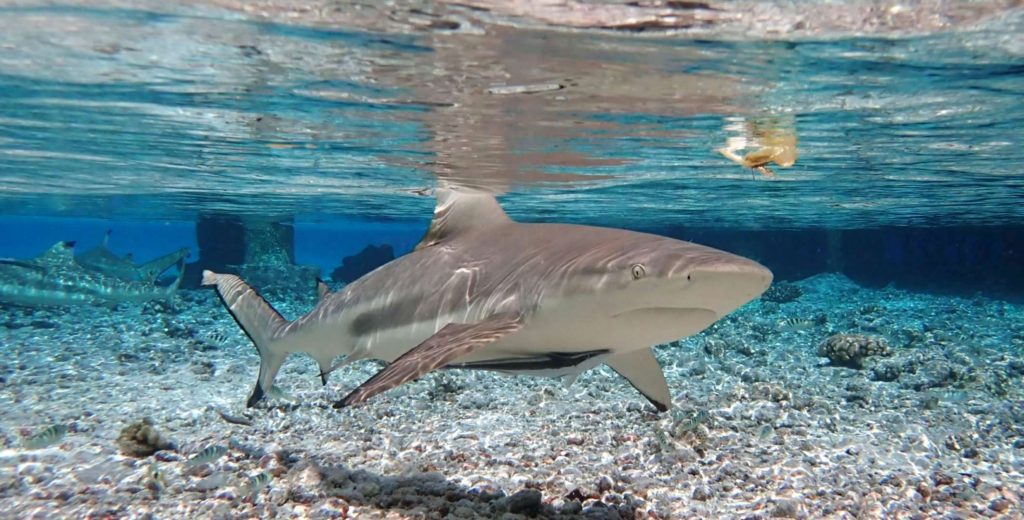 Adopt A Shark – The Shark Friend